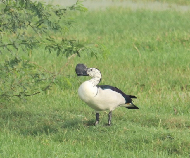 Migratory Birds in Agra: तीस साल तक जीने वाली नाब-बिल्ड डक पहुंची ...