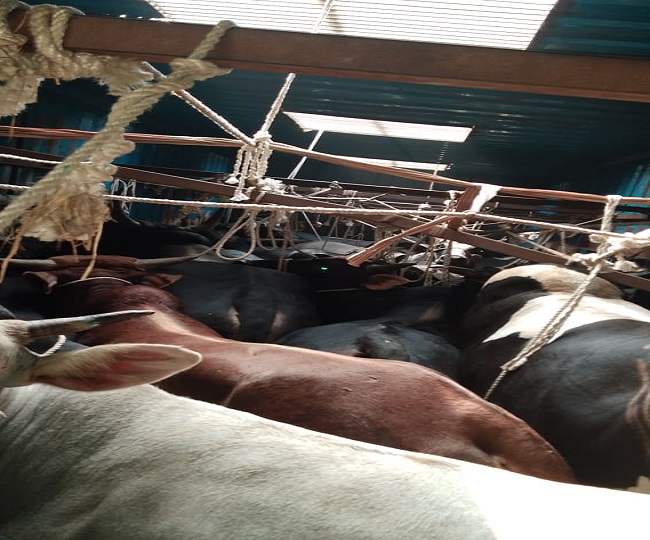 Lucknow Cow Smuggling : लखनऊ में पांच थानों की पुलिस को चकमा देकर भागे ...