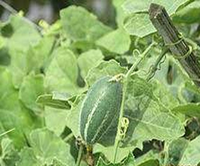 Diwali से एक दिन पहले 14 साग खाना सिर्फ परंपरा नहीं, ठंड से पहले ...