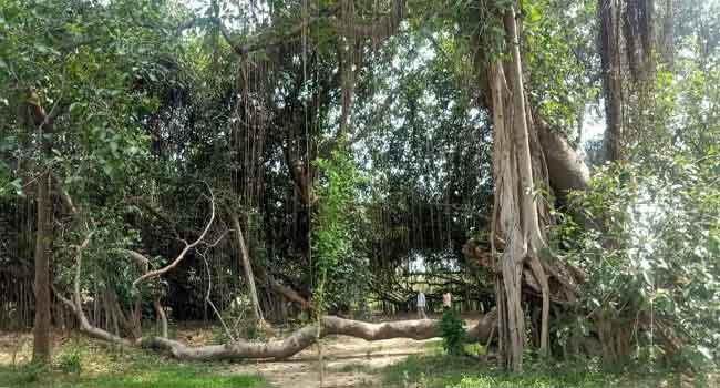 साढ़े तीन एकड़ में फैला है यह पेड़, पंजाब के गांव में है 300 साल पुराना ...