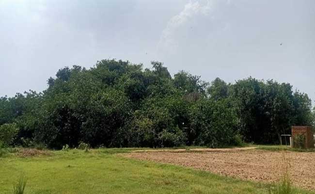 साढ़े तीन एकड़ में फैला है यह पेड़, पंजाब के गांव में है 300 साल पुराना ...