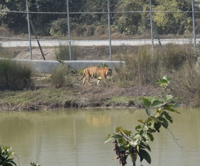 राजगीर में खुल गया उत्तर भारत का पहला जू-सफारी; बाघ, शेर, भालू, तेंदुआ ...