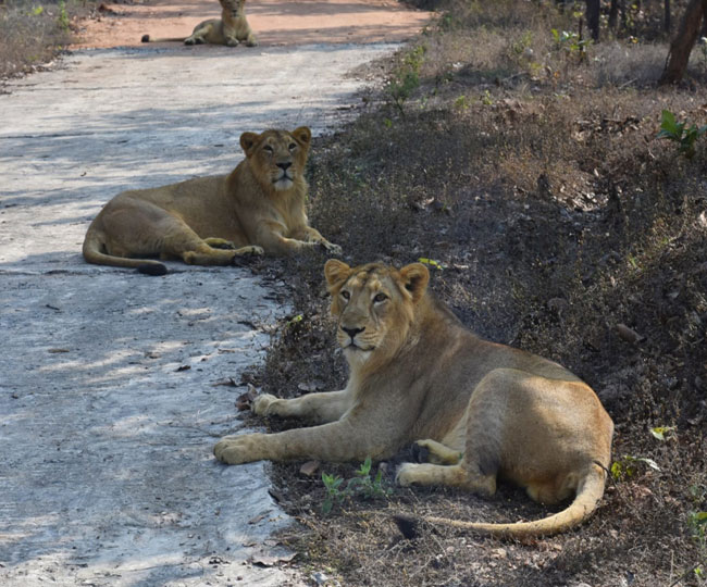 राजगीर में खुल गया उत्तर भारत का पहला जू-सफारी; बाघ, शेर, भालू, तेंदुआ ...