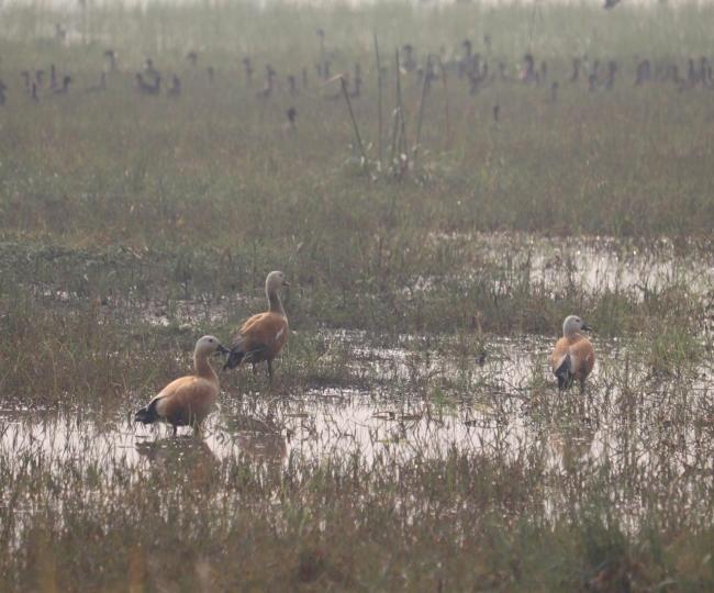 Surkhab: दुर्लभ सुर्खाब पक्षी ने भी चहकाई ये जगह, Bird Watching के लिए ...