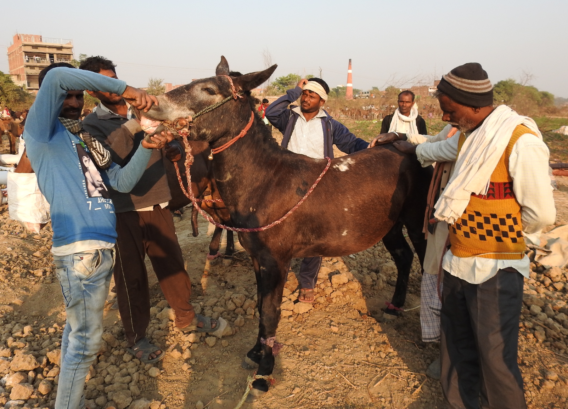 Dadari Festival: बलिया के नंदी ग्राम मेले में पशुओं के उतरने से बढ़ने ...