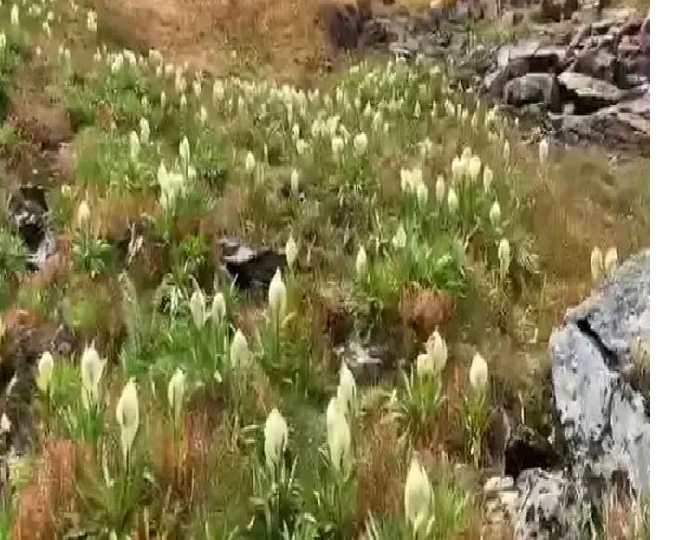 देखें- साल में सिर्फ एक बार खिलने वाले ब्रह्म कमल, जानिए इन फूलों की ...