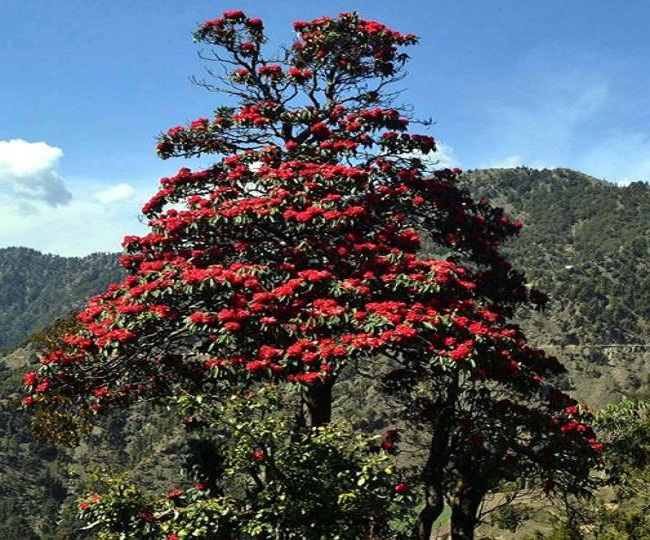 Uttarakhand : बुरांश खिला तो दमक उठा उत्तराखंड, औषधि गुणों से भरपूर ...