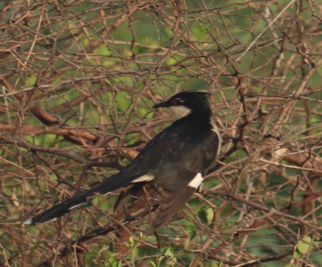 Migratory Birds in Agra: अफ्रीका के घने जंगलों से आगरा आया भारतीय ...