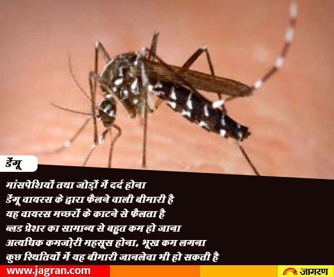 हर मच्छर डेंगू नहीं परोसता, पहचान करें कैसा दिखता है खतरनाक जीव; यह हैं ...