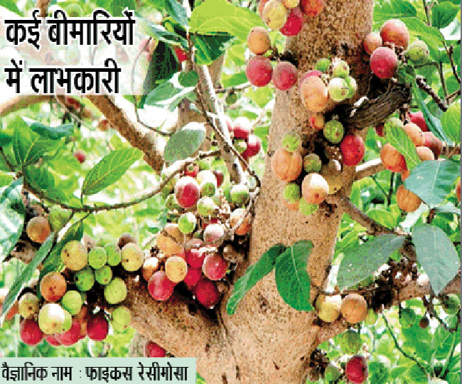 Health Benefits Of Gular: गूलर नेत्र रोग, मधुमेह, डायरिया सहित कई ...