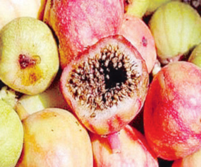 Health Benefits Of Gular: गूलर नेत्र रोग, मधुमेह, डायरिया सहित कई ...