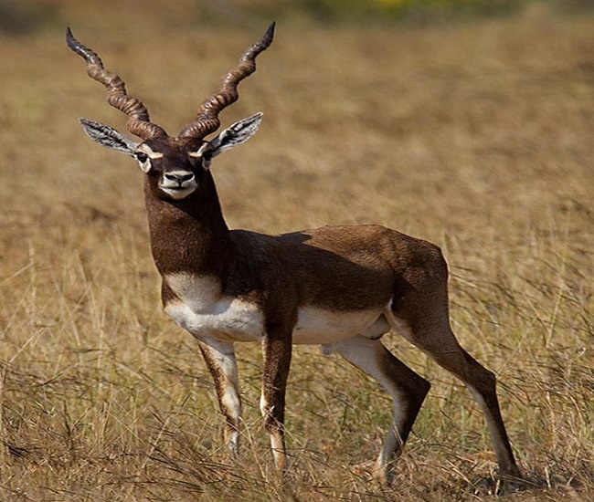 जिले में बढ़ रहा काले हिरणों व प्रवासी परिंदों का कुनबा, ये है माजरा ...