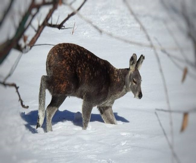 25 से 30 हजार रुपए प्रतिग्राम है कस्तूरी, उत्तराखंड के राज्य पशु पर ...
