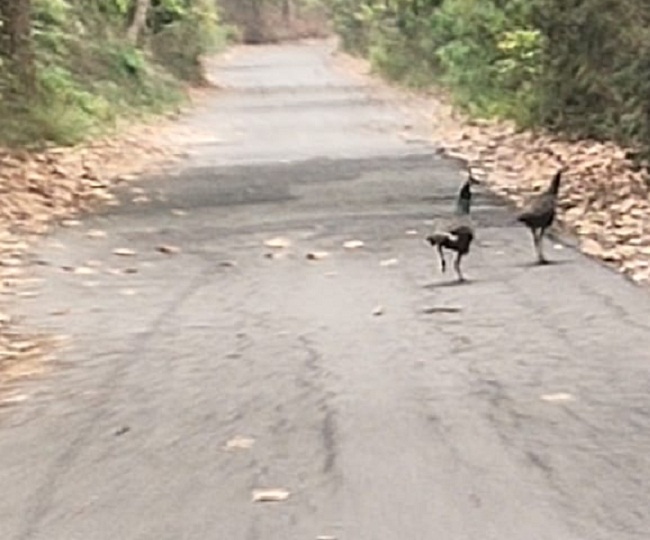 Khatima Jungle Safari : उत्‍तराखंड में सफारी के लिए विकसित हो रहा एक और ...