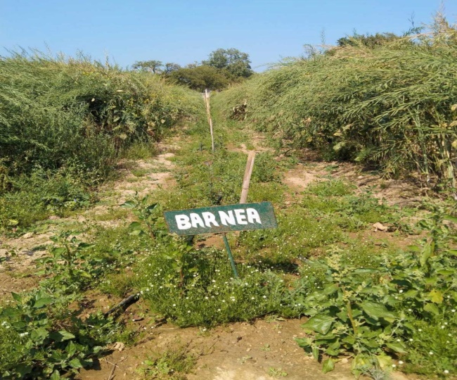 चंबल के आइआइटियन ने बोई अनोखे किस्म की फसल, महकाई आगरा के 600 किसानों ...