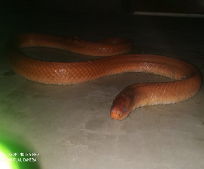 उत्तराखंड में दिखा दुर्लभ रेड कोरल कुकरी स्नेक, वन कर्मियों ने रेस्क्यू ...