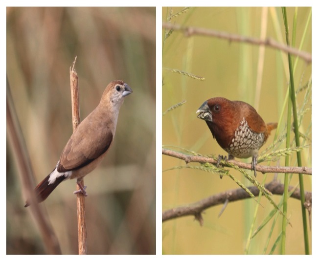 Bird Counting in Agra: आगरा में सजा है रंग बिरंगा संसार, पहली बार देखी ...