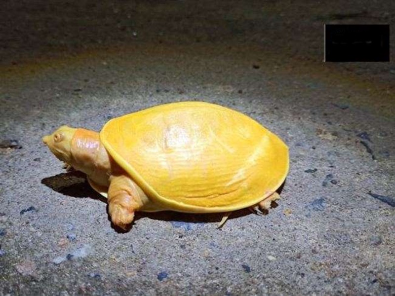 दुर्लभ समुद्री सफेद कछुए को देखकर हैरान रह गए लोग, वायरल हुई तस्वीर ...