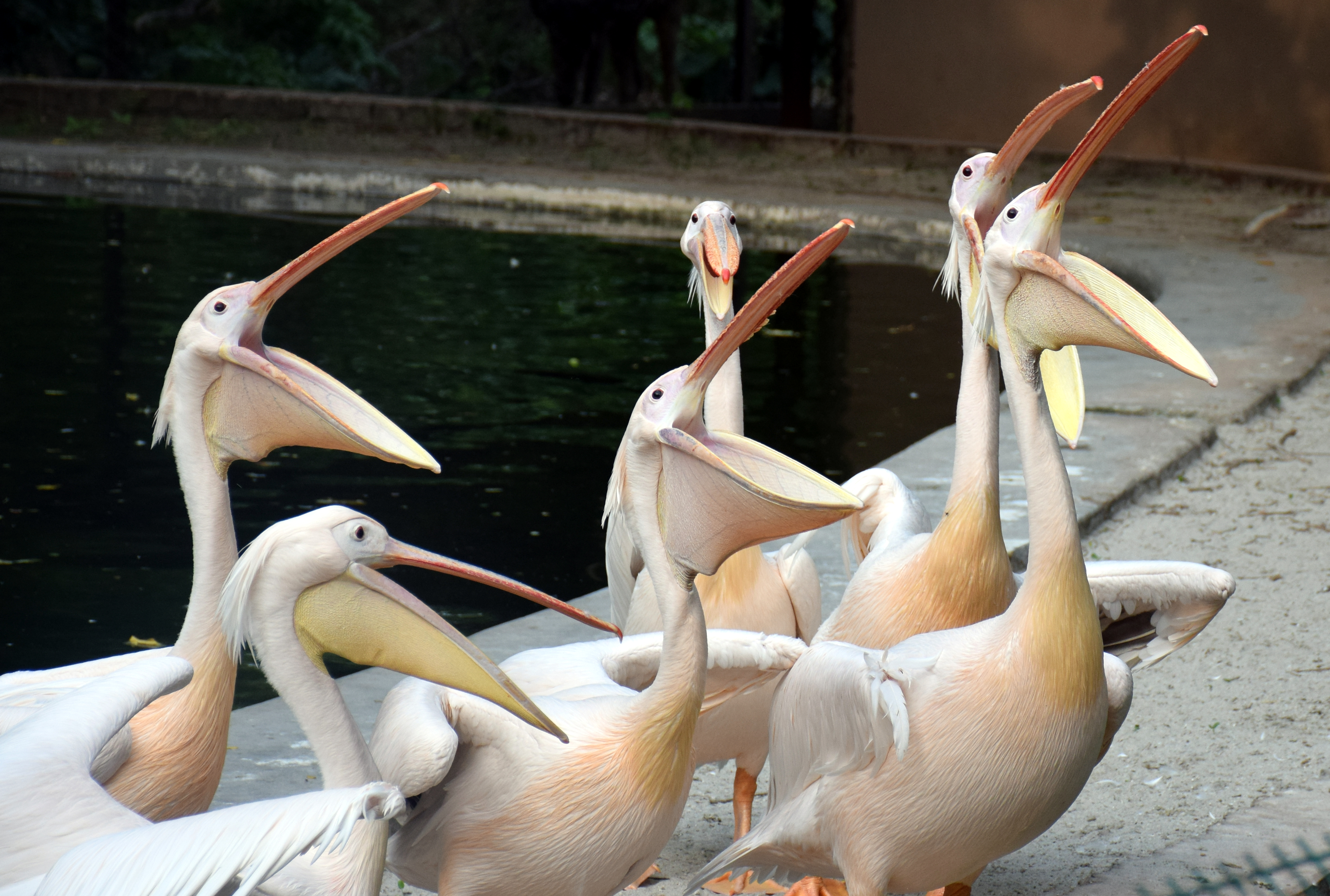 Lucknow Zoo 99Years: आइए, जू में करें वन्यजीवों के दीदार संग ‘इंद्रपुरी ...