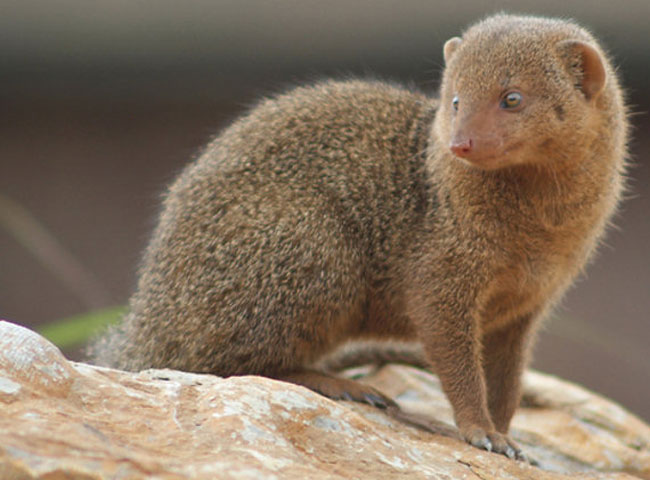 ये गुप्त संकेत कर देंगे आपको मालामाल !! - 6425 15