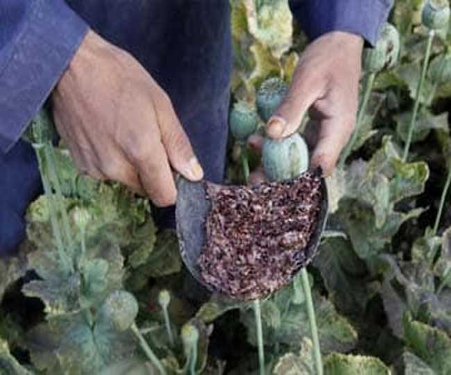 अब पंजाब की राजनीति में 'छाया' अफीम का नशा, मंत्री हुए आमने-सामने - Now ...