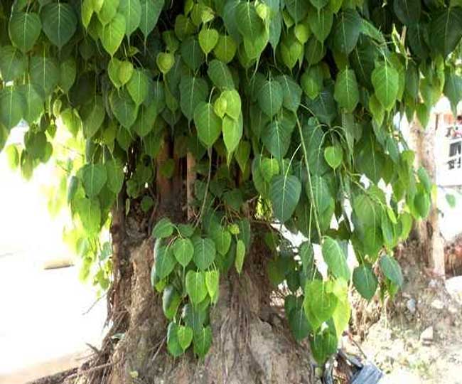 ‘आओ रोपें अच्छे पौधे’, बड़े काम के हैं पेड़-पौधे