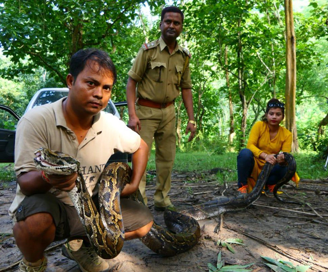वन विभाग ने पकड़ा 14.4 फीट लंबा पाइथन सांप, तस्वीरें देख उड़ जाएंगे ...