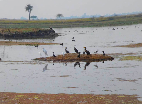 दूरियों को पार कर पिकनिक मनाने आ गए खूबसूरत विदेशी मेहमान, जानिये कहां ...