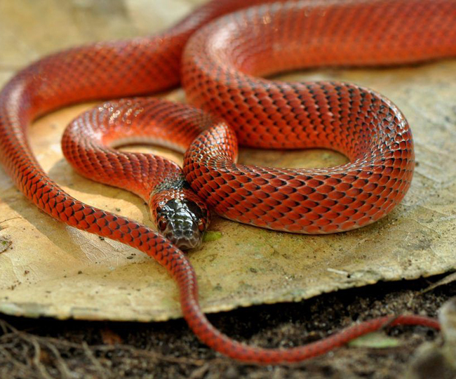 Rare species: दुधवा टाइगर रिजर्व में दिखा दुर्लभ प्रजाति का सांप रेड ...