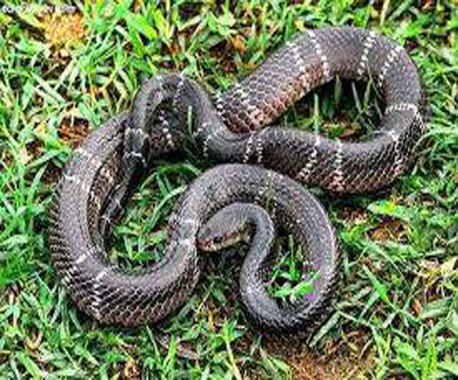 World Snake day 2019 : झारखंड में पाए जाते 25 प्रकार के सांप, दो फीसद ...