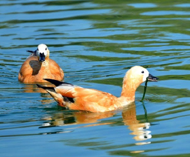 रामनगर के कोसी बैराज में नजर आया सुर्खाब का जोड़ा, उम्रभर साथ रहने वाले ...