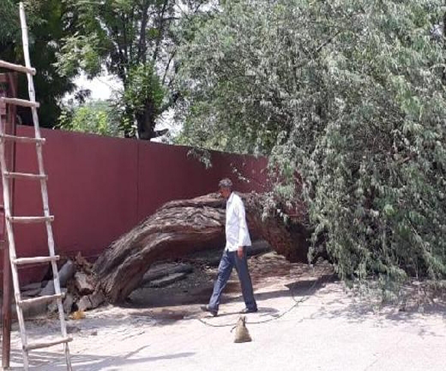 पेड़ों का कत्‍ल करने पर सुबूत भी ना मिले, प्रशासन ने बनाया ऐसा प्‍लान ...