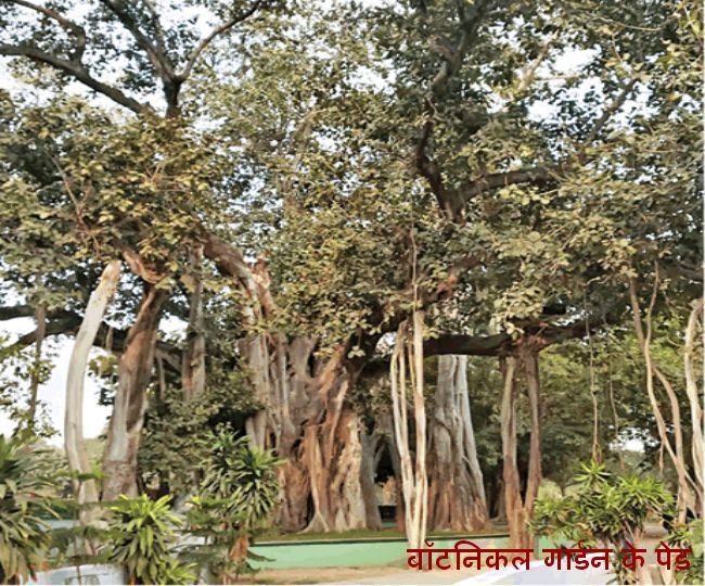 मरीजों का देवता तो कोई है स्वतंत्रता संग्राम का गवाह, इतिहास गढ़ रहे ...