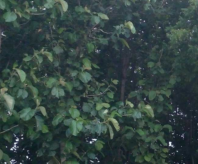 एक बीघा खेत, सागौन के 500 पेड़, 15 साल... करोड़पति बना किसान