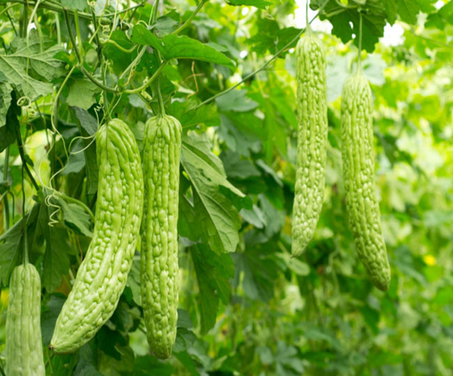 अब सर्दी में उगाएं गर्मी की सब्जी - Karthik Chauhan has prepared a ...