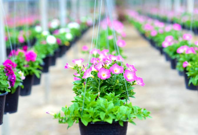 Health & Happiness 10 Benefits Of House Plants- Inext Live