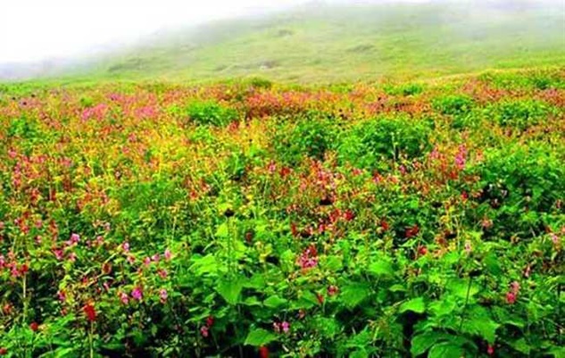 Vally Of Flowers : सैलानियों के लिए खुली फूलों की घाटी, जानिये पहुंचने ...