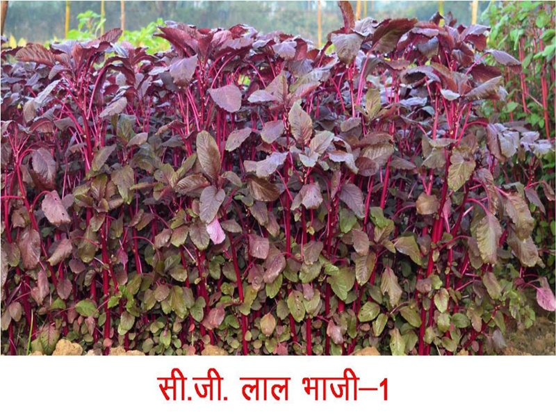 CG Lal Bhaji-1 and CG Chaulai-1: छत्तीसगढ में वैज्ञानिकों ने विकसित की ...