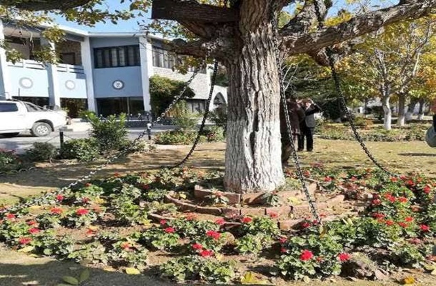 Tree Arrest : 121 साल से पुलिस की गिरफ्त में है यह पेड़, आखिर क्‍या था ...