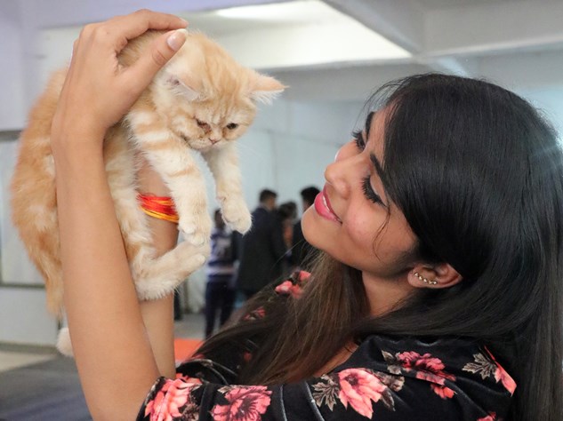 VIDEO: इंदौर शहर ने देखे बंगाल कैट और पंच हेड के नखरे - Cat Show in ...