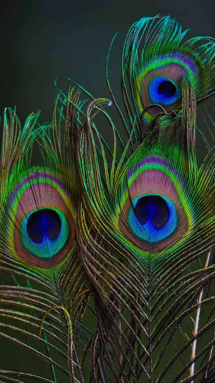 फाल्गुन माह में करें मोर पंख की पूजा, खुलेगा धन का पिटारा